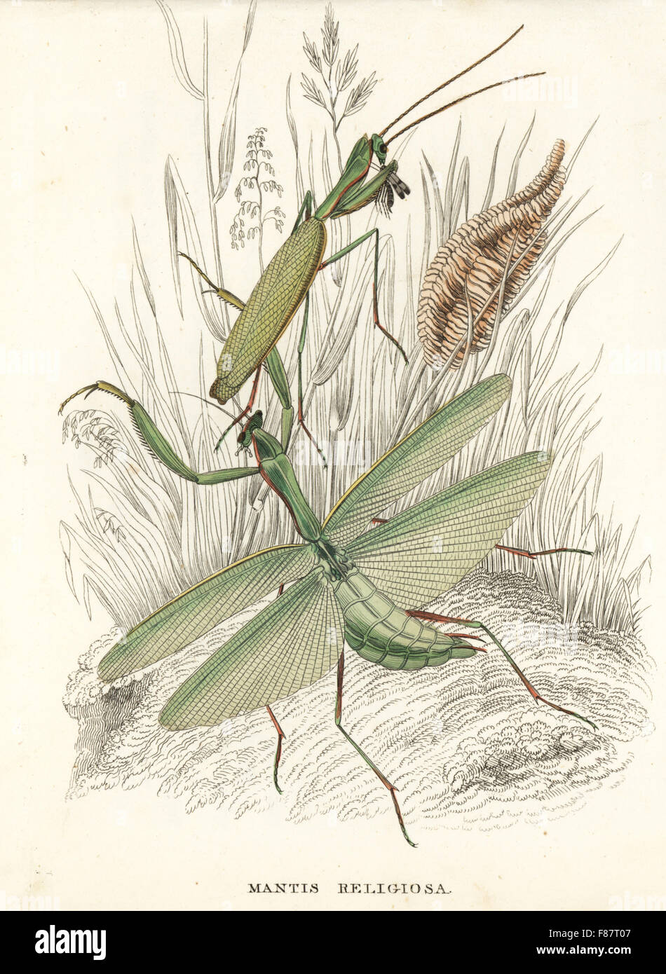 Praying mantis, Mantis religiosa, and egg case. Handcoloured steel ...