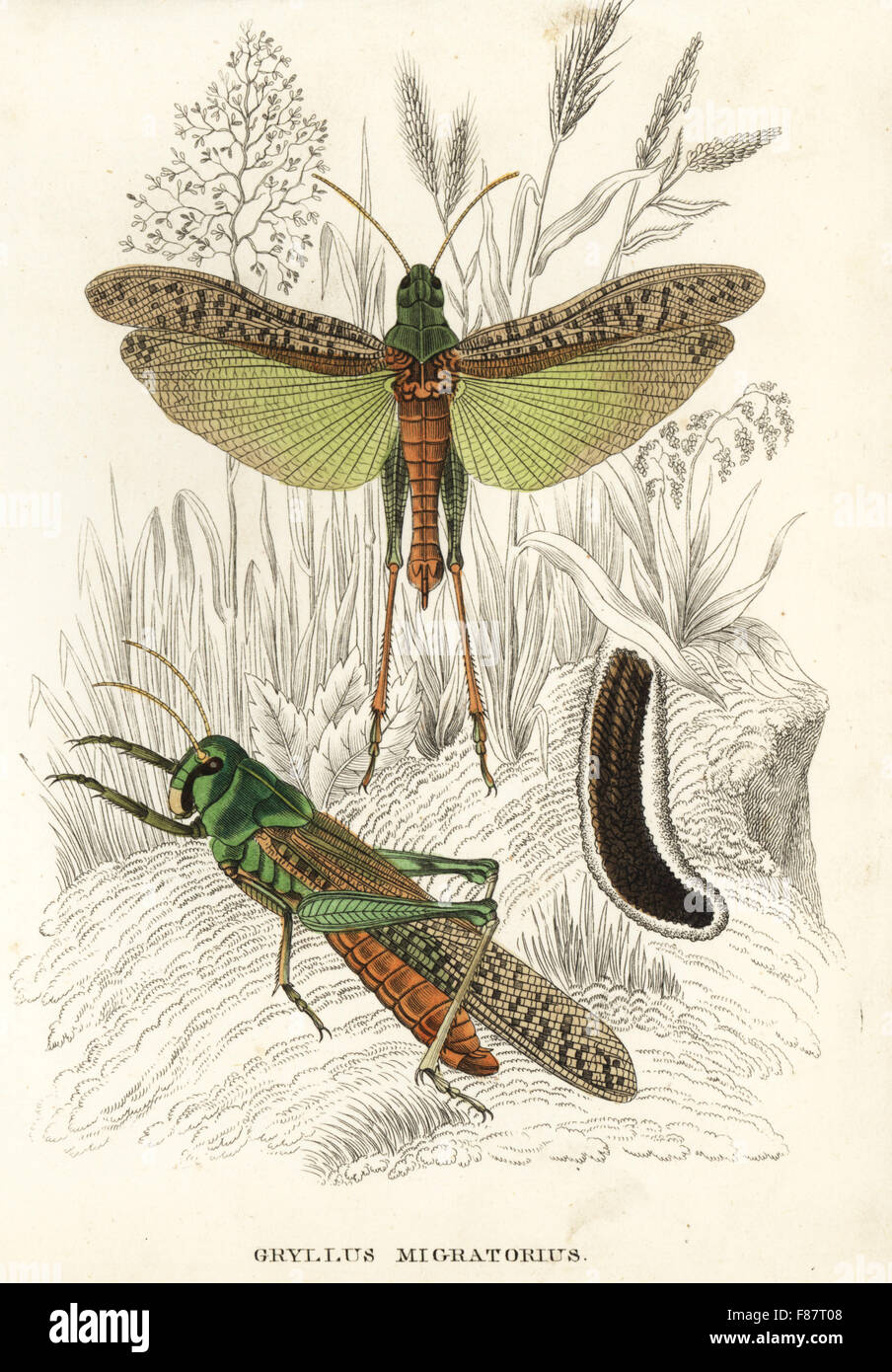 Migratory locusts and eggs, Locusta migratoria (Gryllus migratorius ...