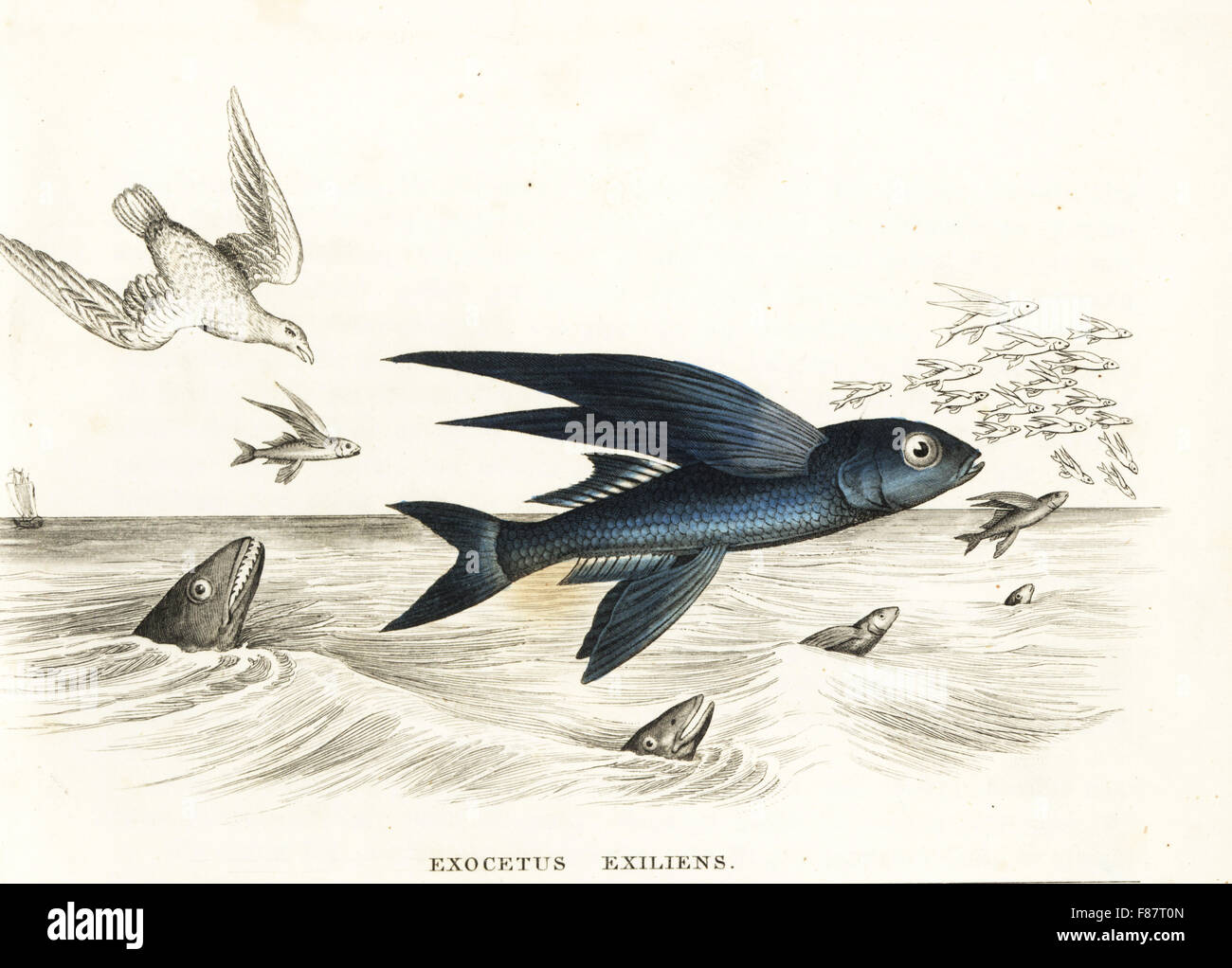 Bandwing flyingfish, Cheilopogon exsiliens (Exocetus exiliens ...
