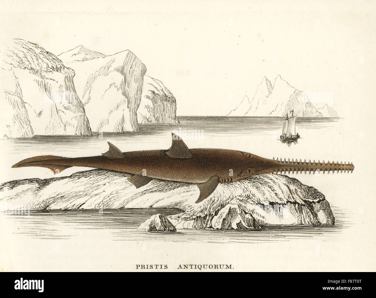 Pristis Pristis High Resolution Stock Photography and Images - Alamy