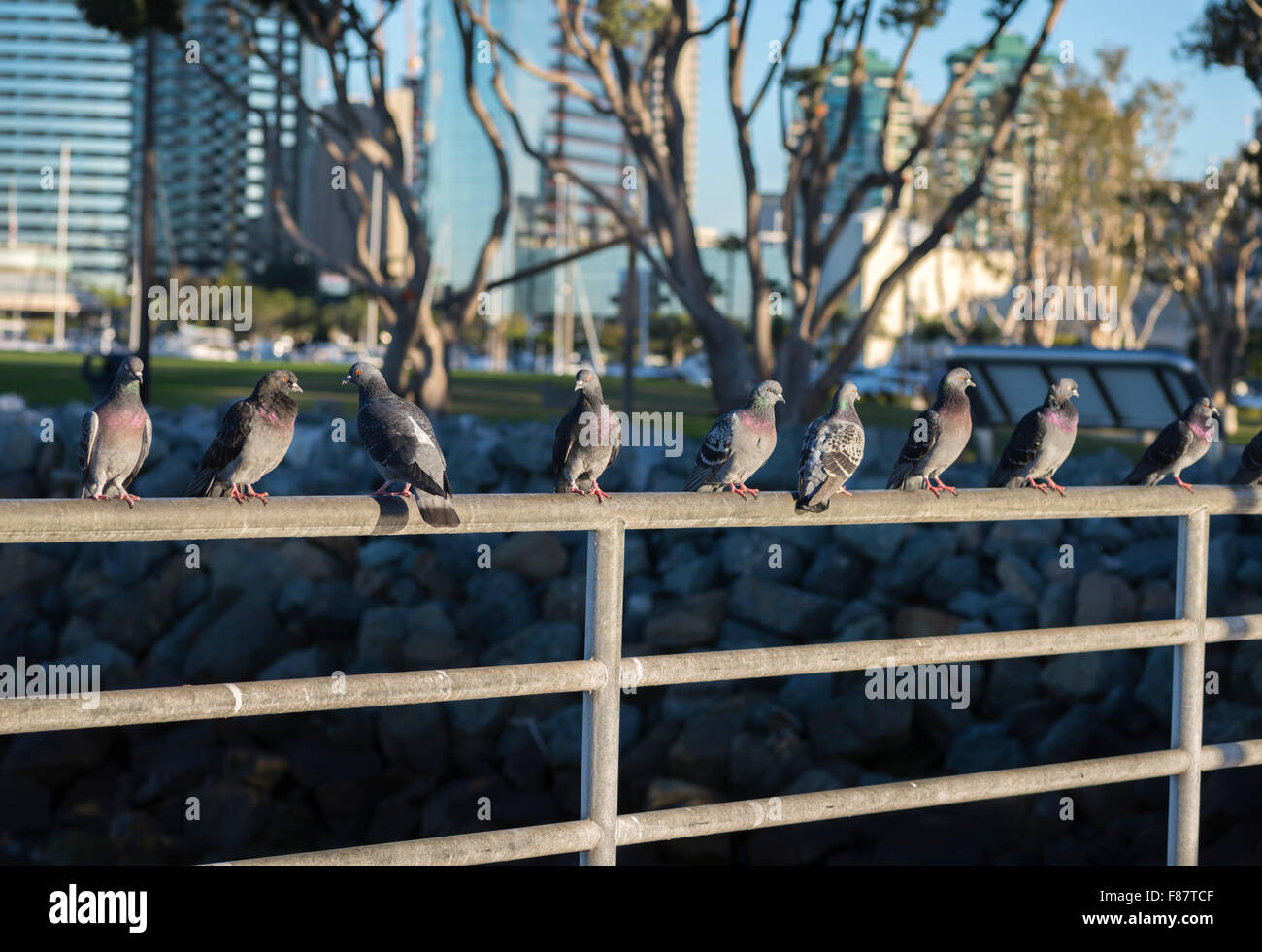 pigeons, birds, group, metal railing Stock Photo - Alamy