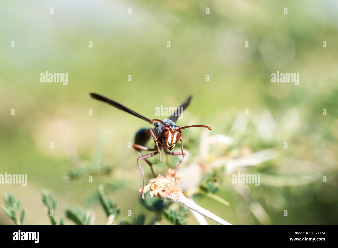 A head shot of a large hunting wasp at Debre Libanos in Ethiopia Stock ...