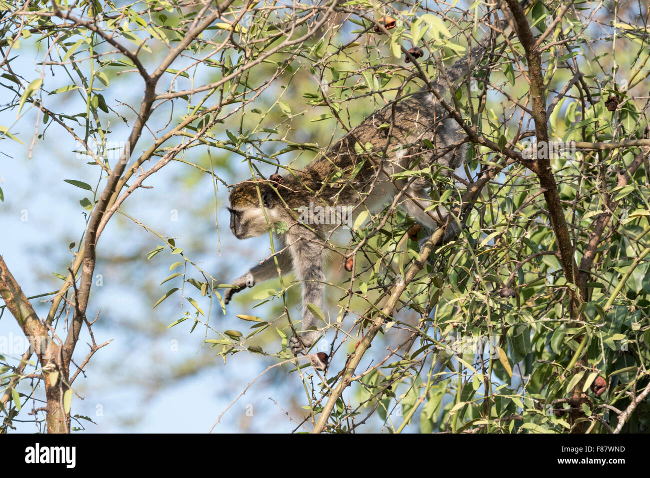 A Grivet's Monkey in a tree at Awash National Park in Ethiopia Stock ...