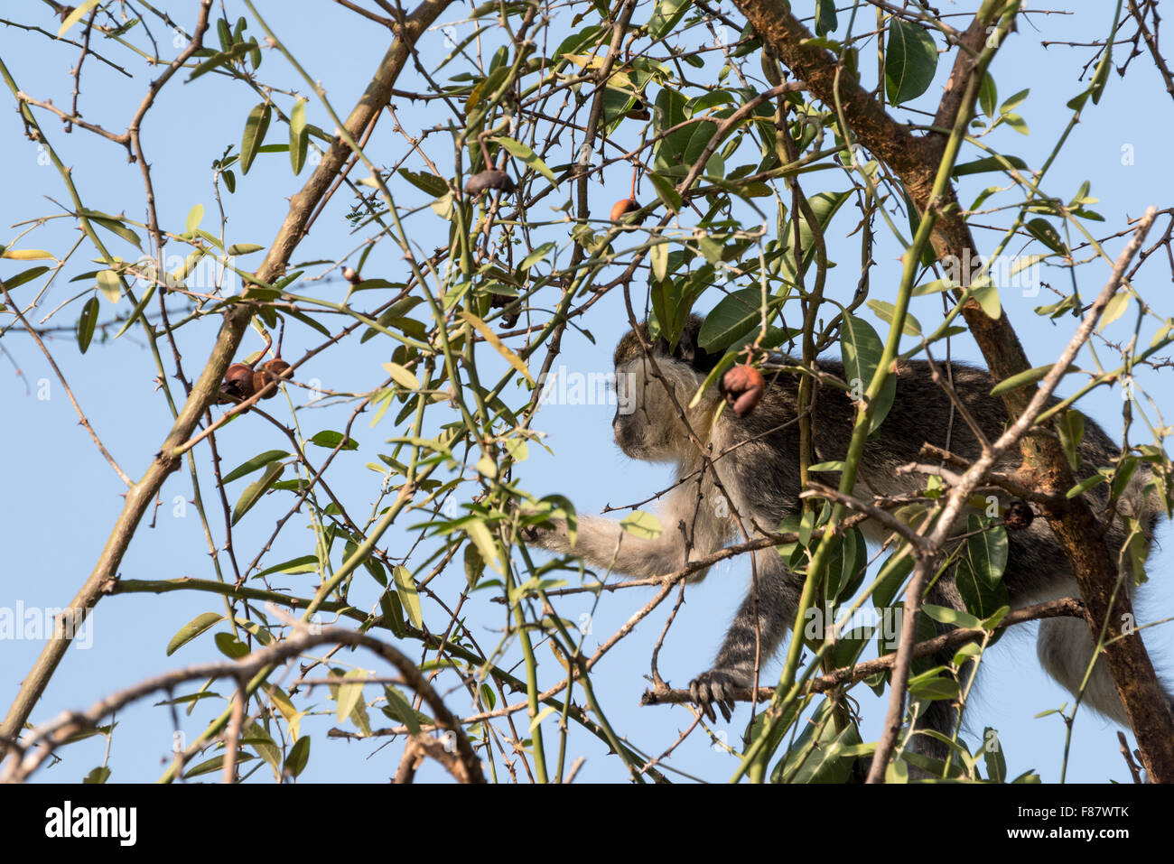 A feeding Grivet's Monkey in a tree at Awash National Park in Ethiopia ...