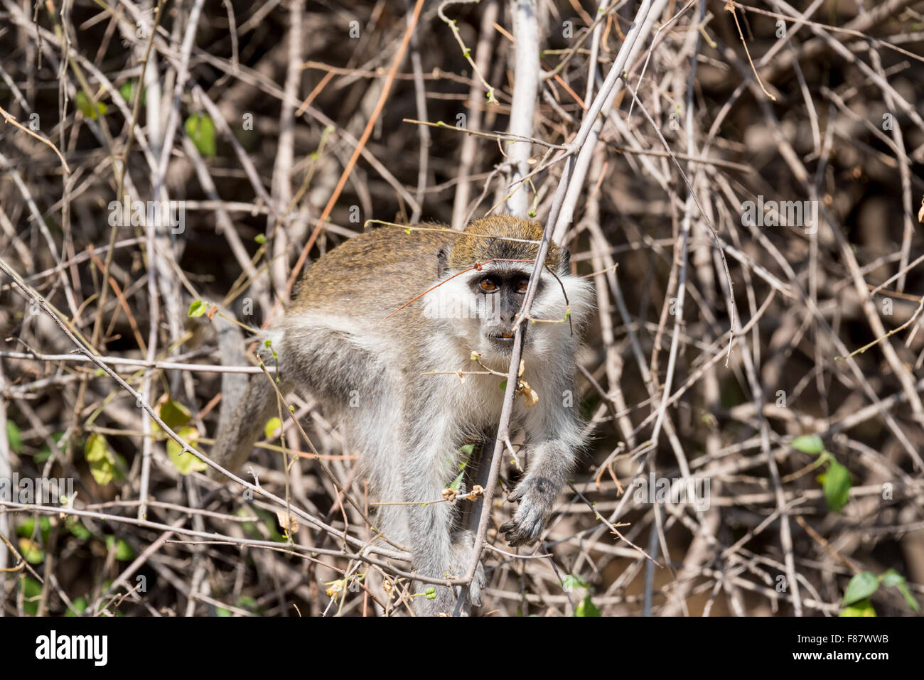 A Grivet's Monkey in a tree at Awash National Park in Ethiopia Stock ...