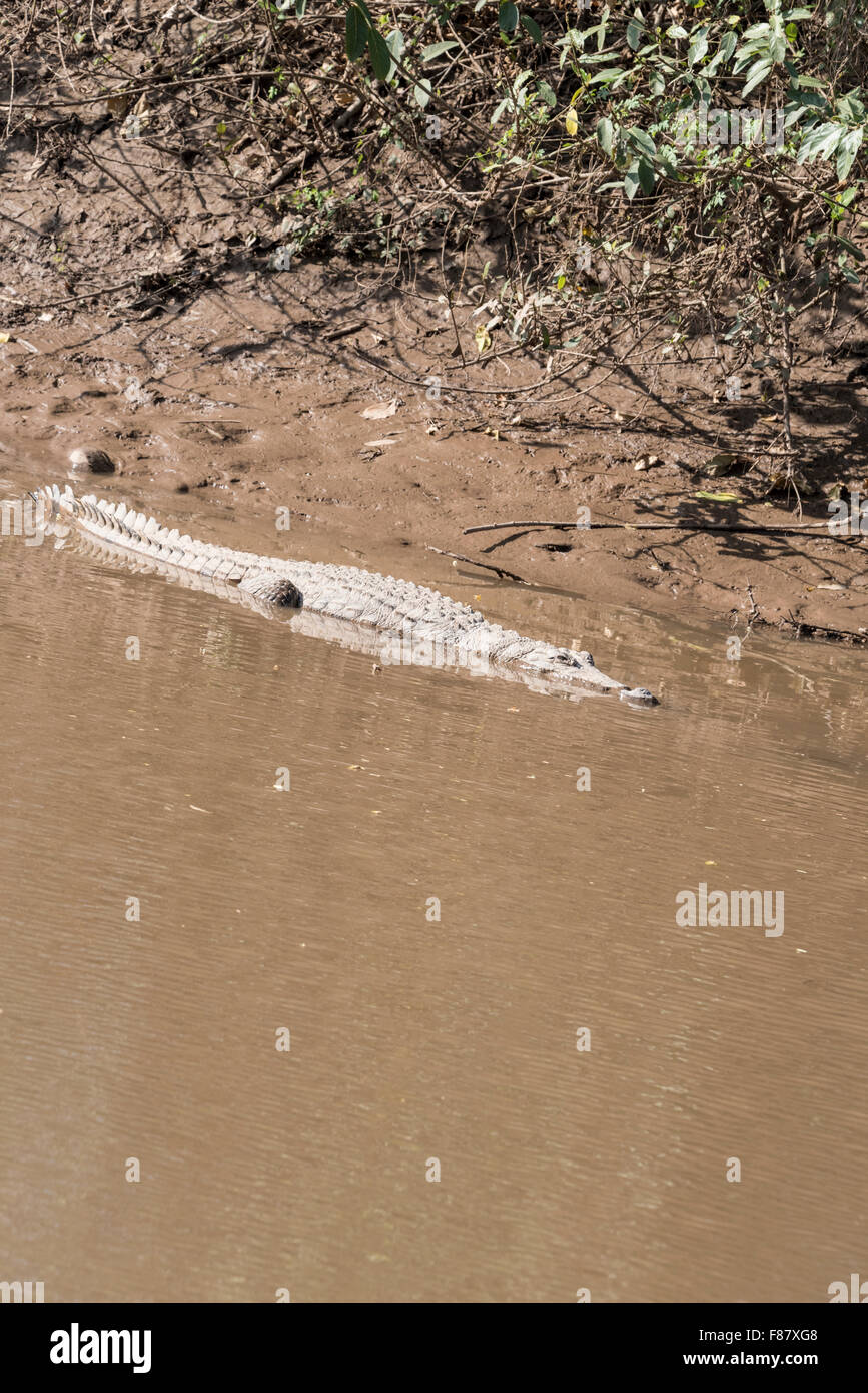 A Nile Crocodile basking on the riverbank at Awash in Ethiopia Stock ...