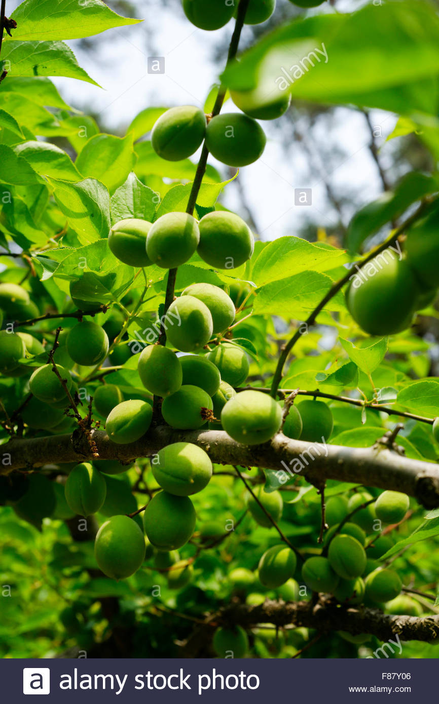 Prunus Mume Stock Photos & Prunus Mume Stock Images - Alamy