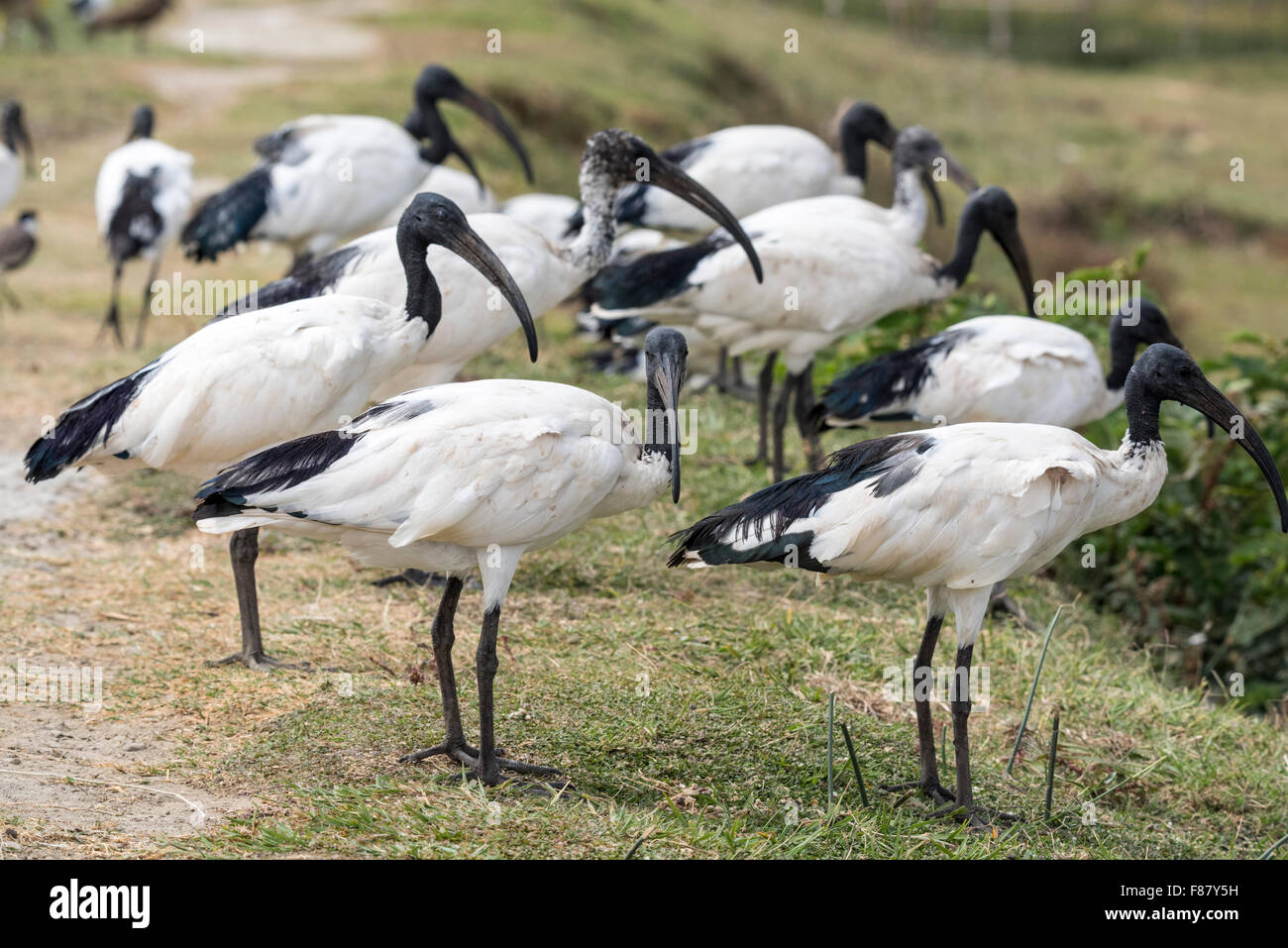 A flock of Sacred Ibis at Lake Ziway, Ethiopia Stock Photo - Alamy