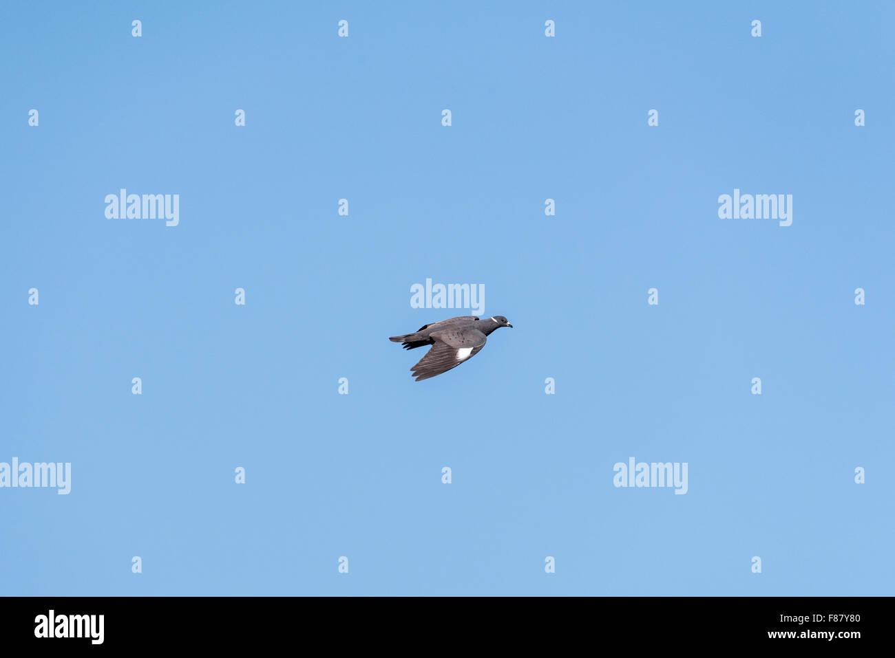 A flying White Collared Pigeon (an Ethiopian endemic bird Stock Photo ...