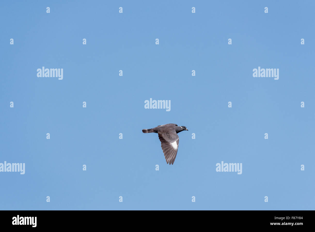 A flying White Collared Pigeon (an Ethiopian endemic bird Stock Photo ...