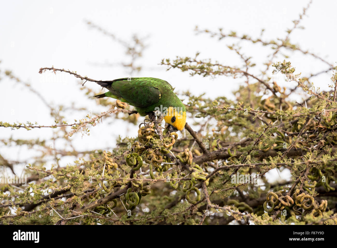 A Yellow-fronted Parrot feeding. An Ethiopian endemic and one of a ...