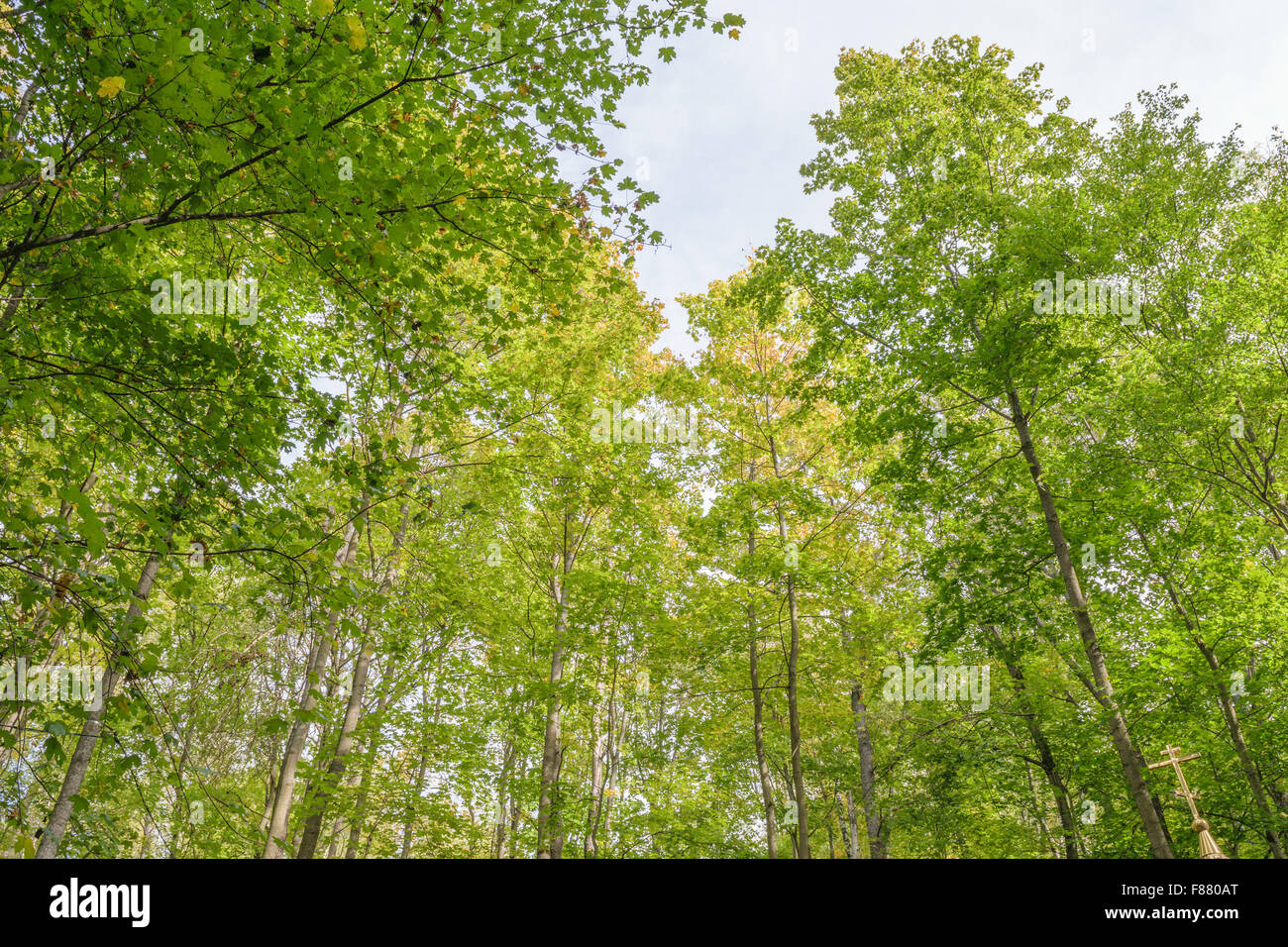 View the sky through the treetops in a summer green forest Stock Photo ...