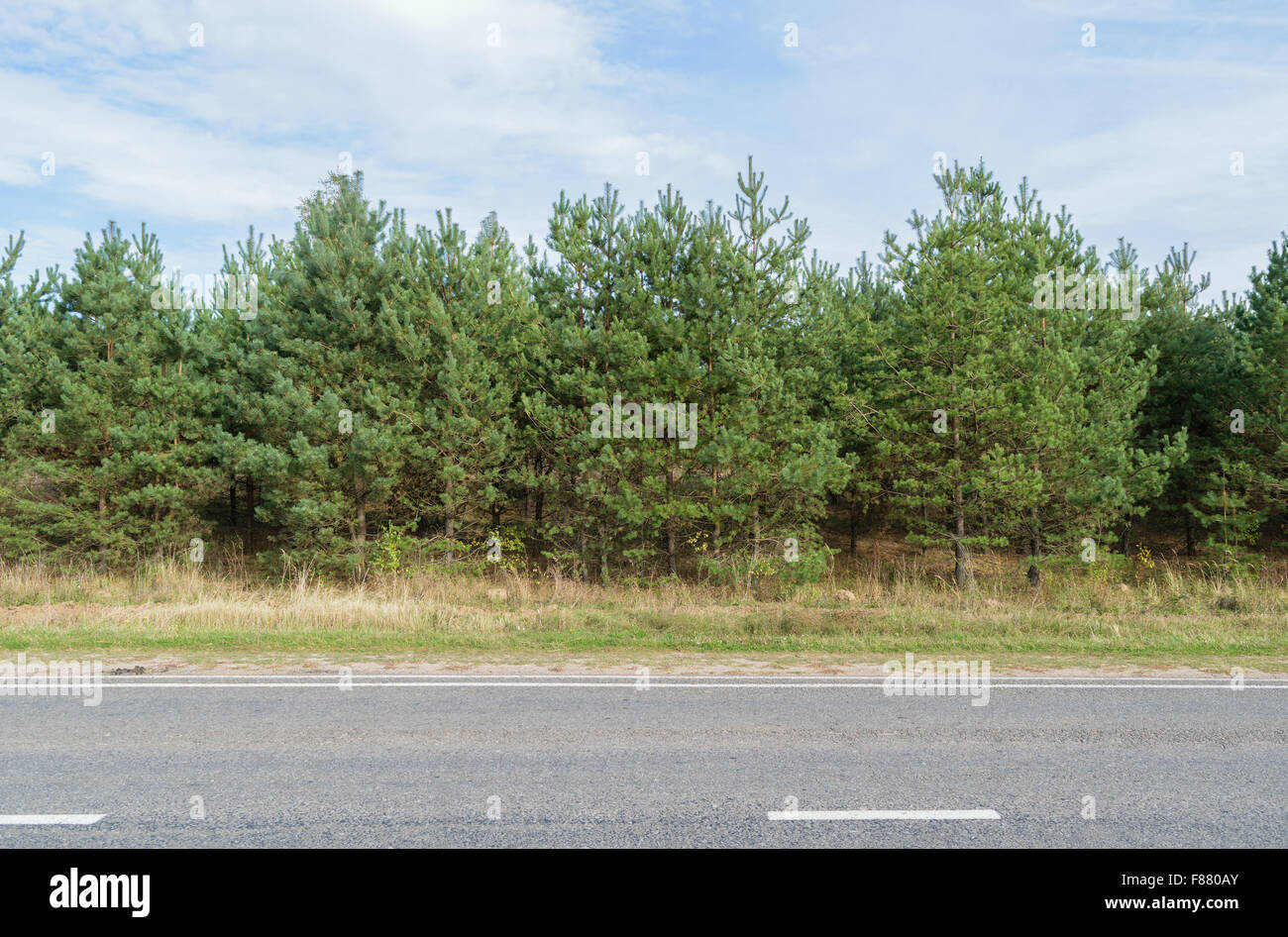 Green pine forest along an asphalt road (highway Stock Photo - Alamy