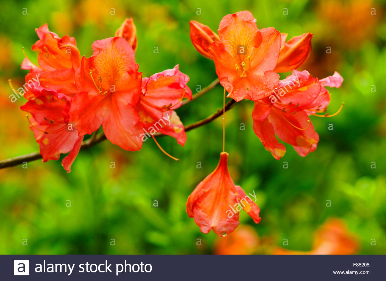 Japanese Azalea Stock Photos & Japanese Azalea Stock Images - Alamy