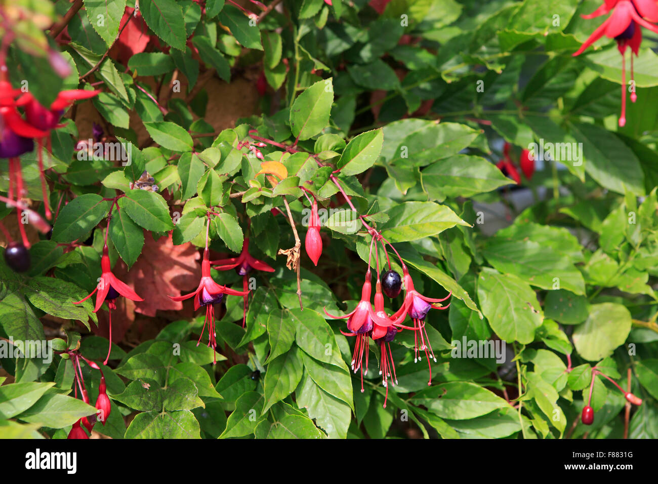 Beautiful shrub fuchsia with pink flowers Stock Photo - Alamy