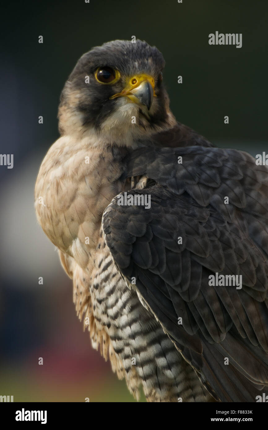 Peregrine falcon looking up hi-res stock photography and images - Alamy