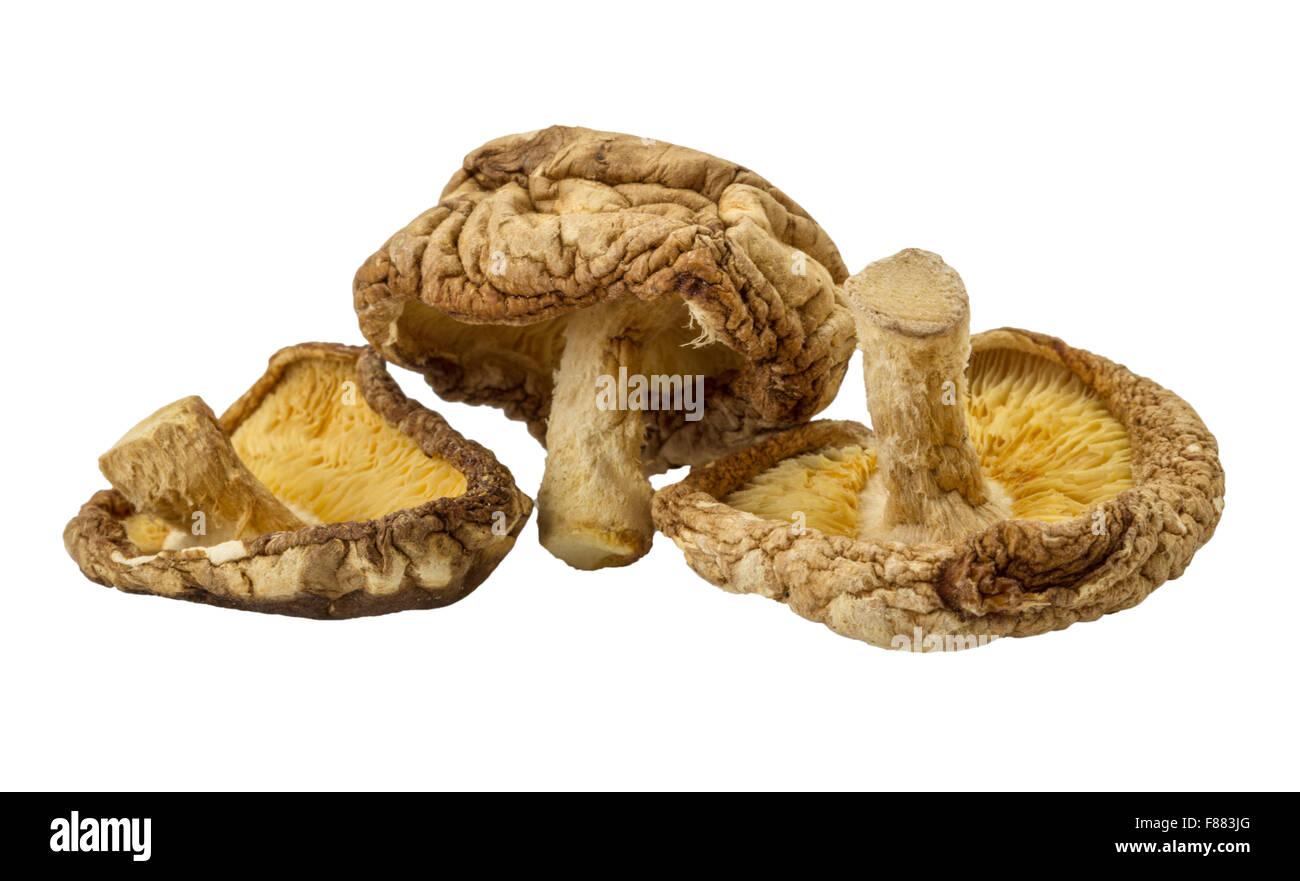 Dry asian mushroom heap isolated Stock Photo - Alamy