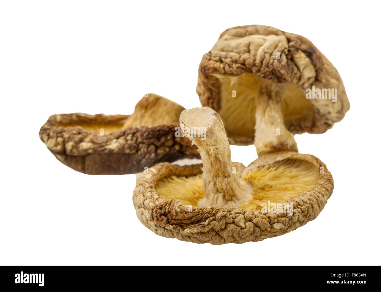 Dry asian mushroom heap isolated Stock Photo - Alamy