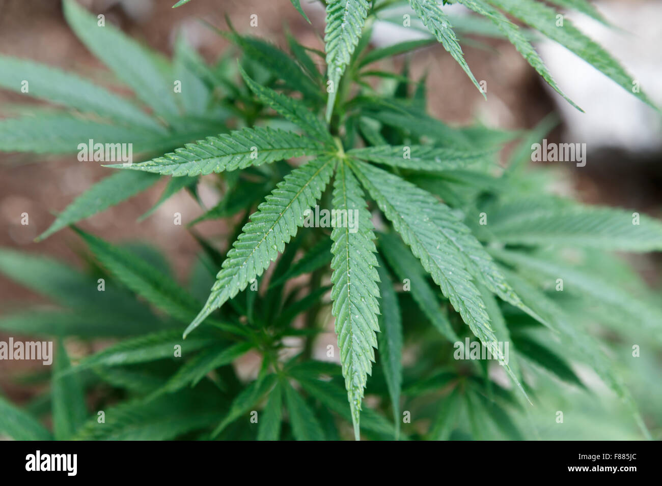 Joint Plants High Resolution Stock Photography and Images - Alamy