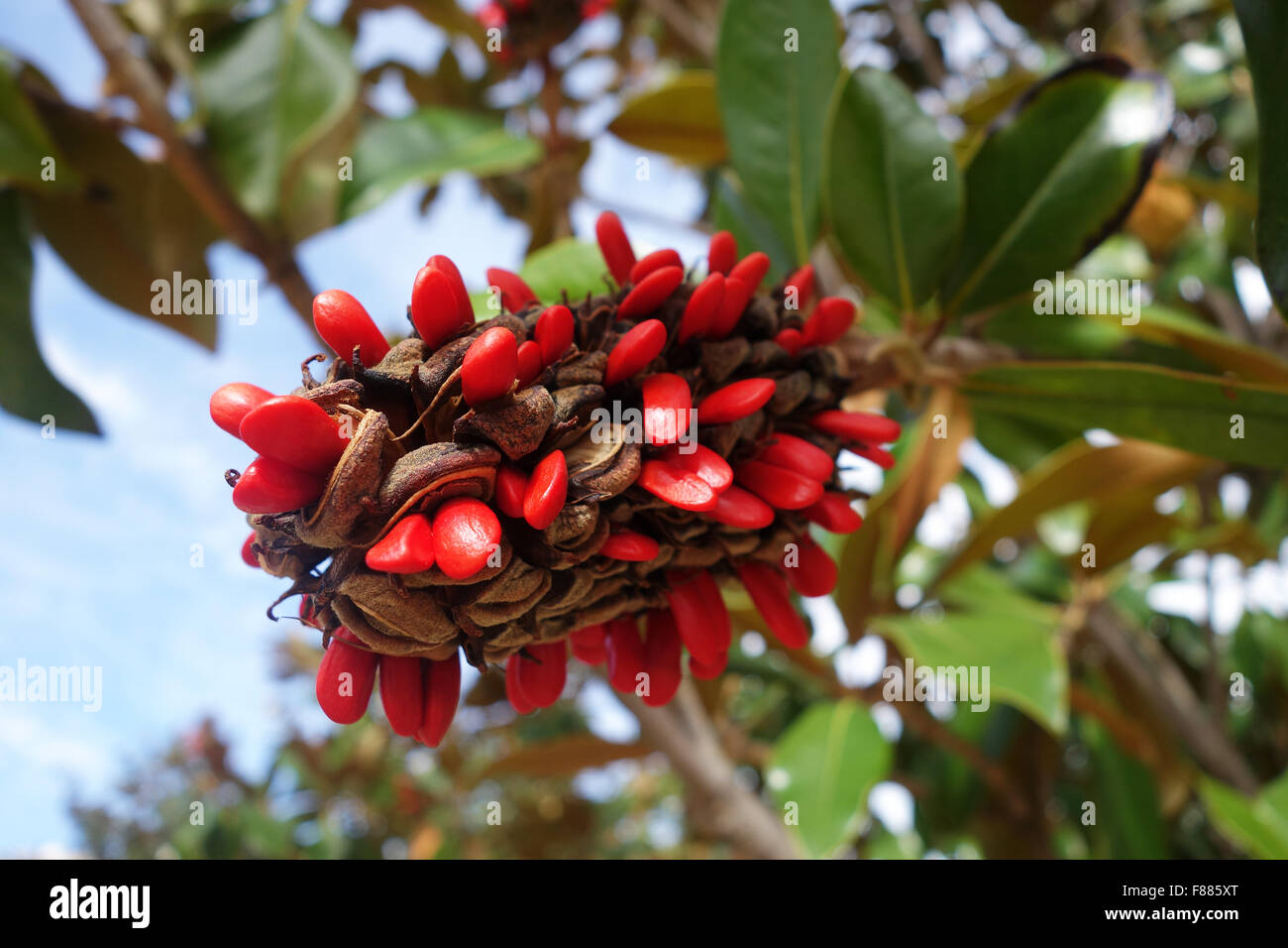 Magnolia grandiflora seed cone Stock Photo - Alamy