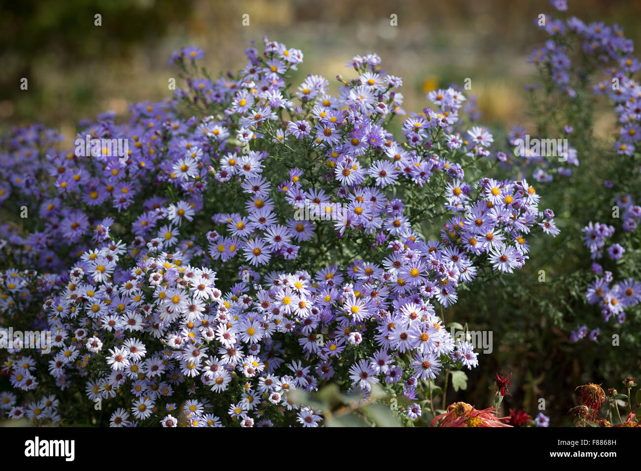 Camomile plant hi-res stock photography and images - Alamy