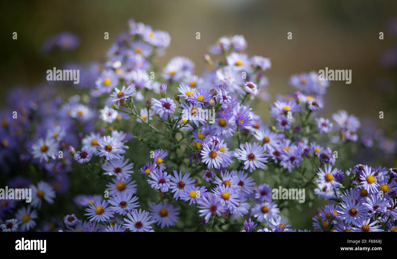 Camomile plant hi-res stock photography and images - Alamy