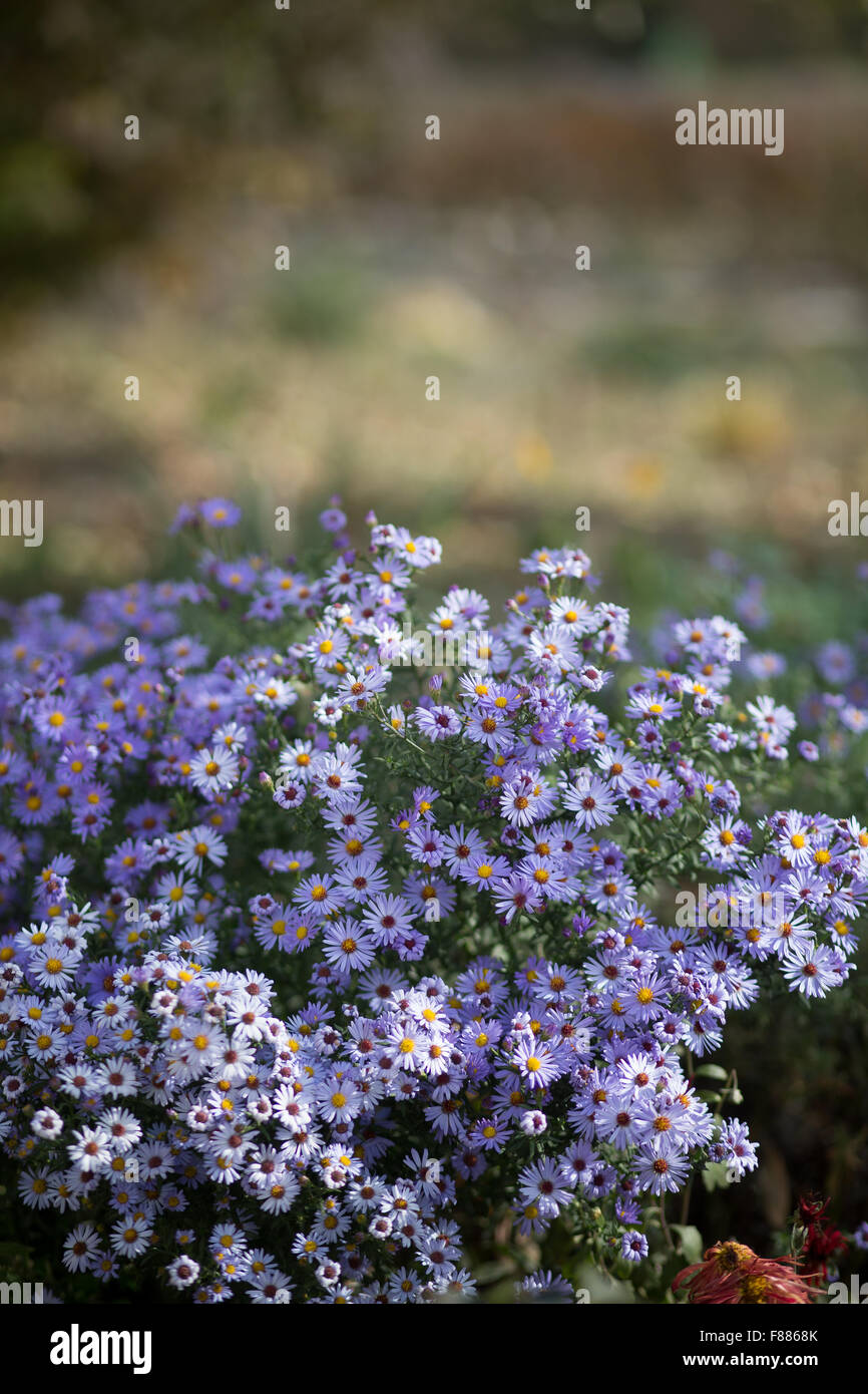 Camomile plant hi-res stock photography and images - Alamy