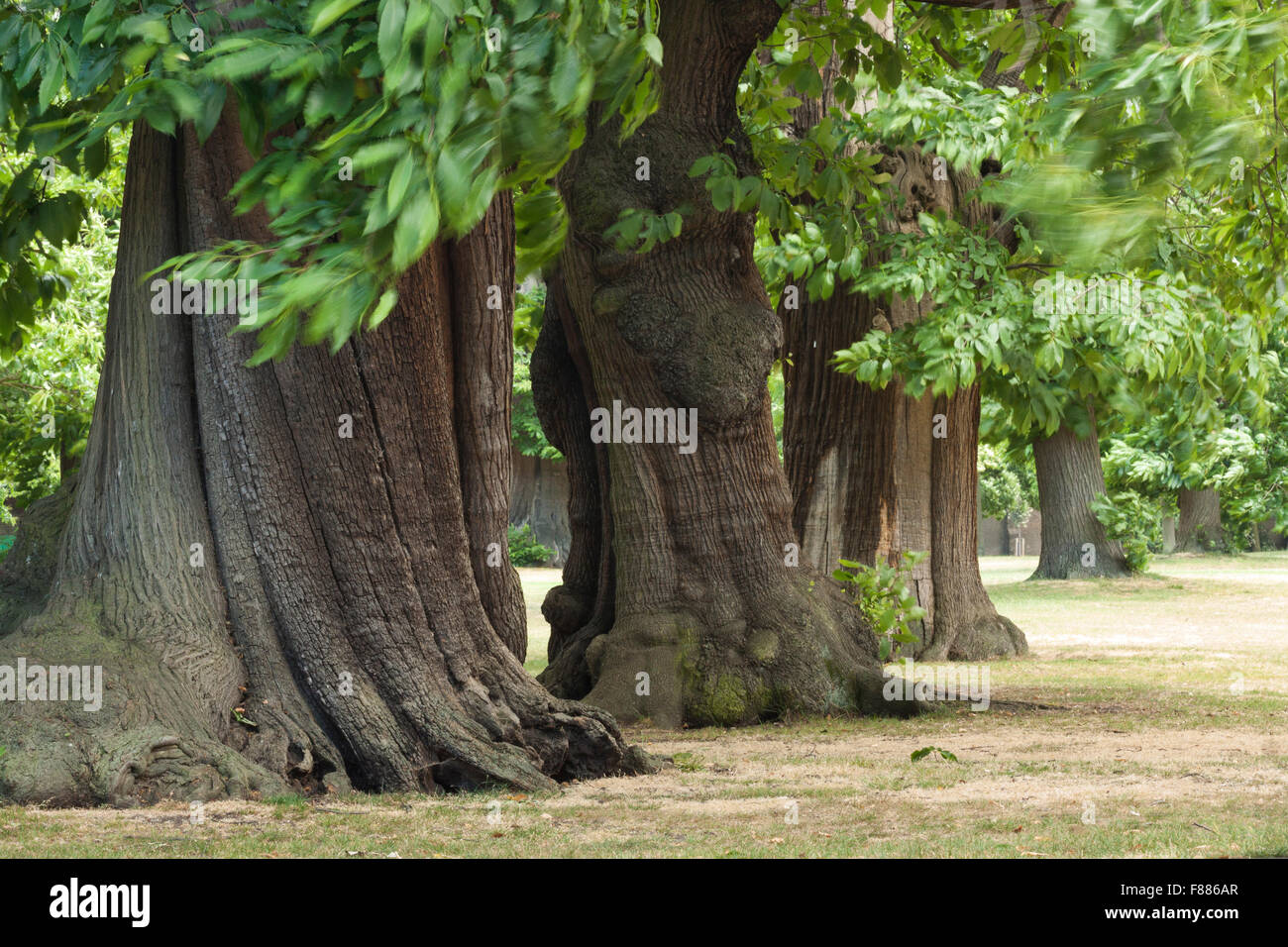 Strong wind tree blowing hi-res stock photography and images - Alamy