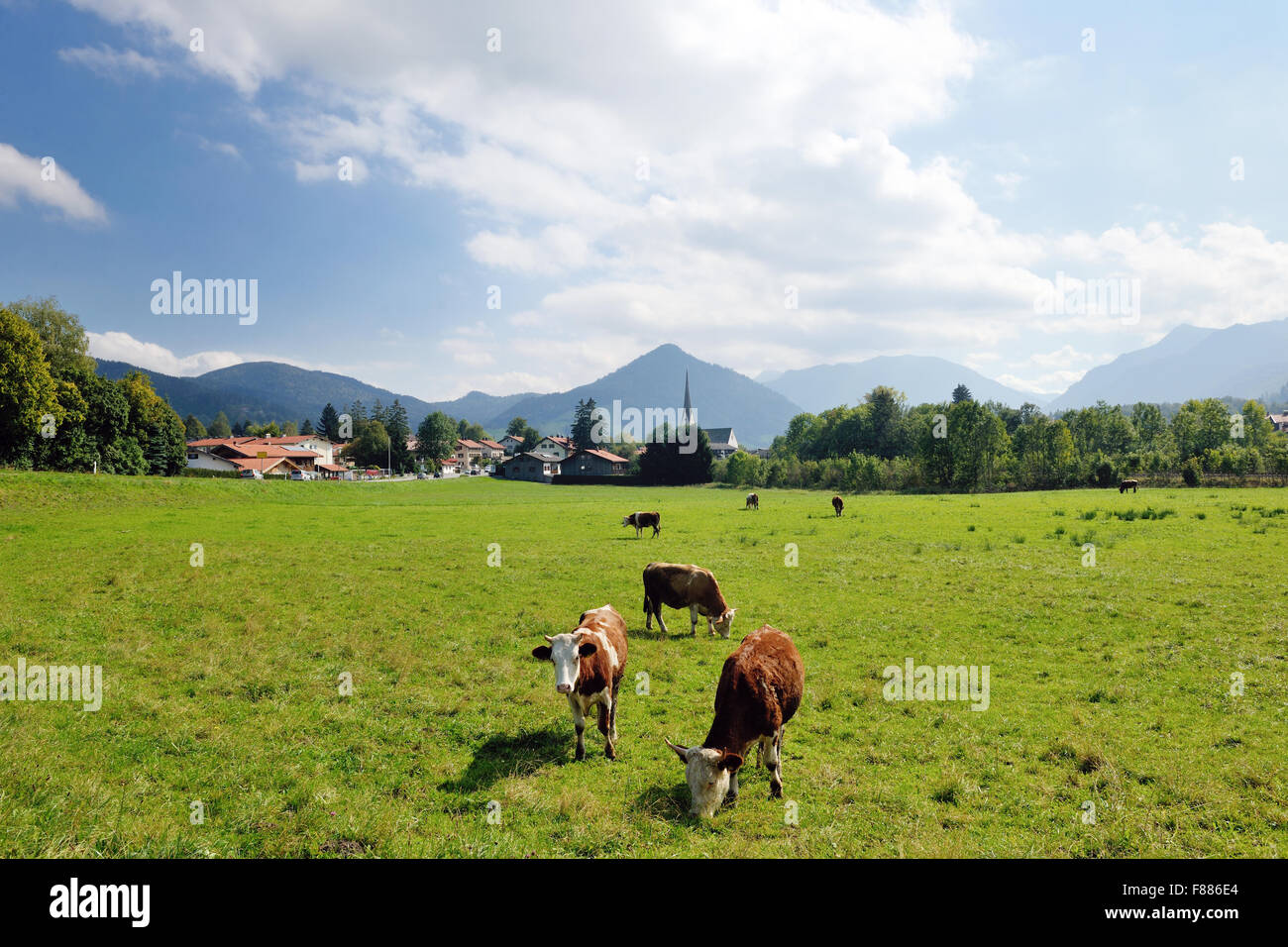 cow farm animal and field of fresh grass in countryside background ...