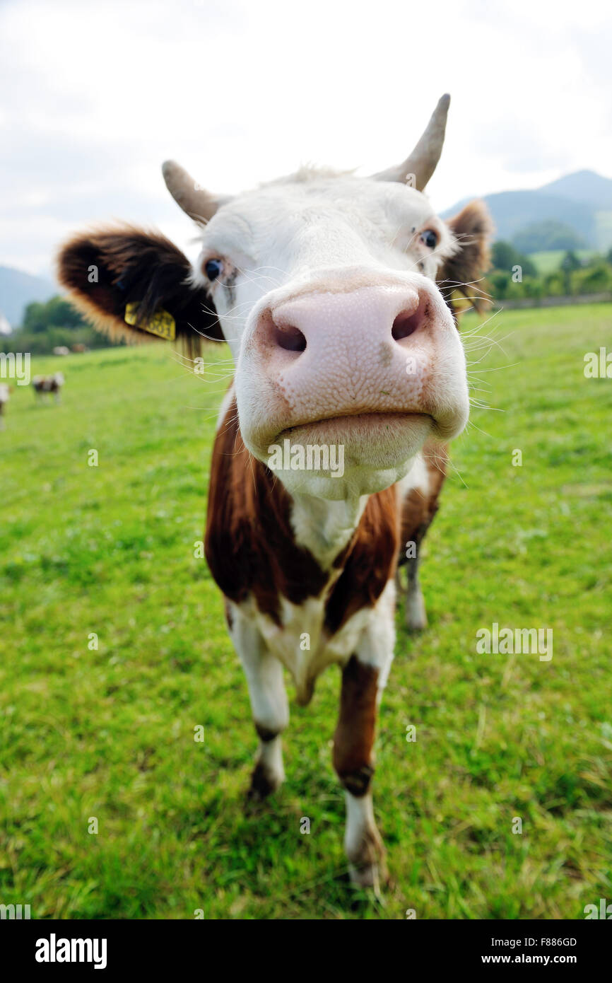 cow farm animal and field of fresh grass in countryside background ...