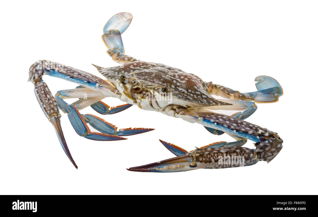 Raw blue crab - ready to cook Stock Photo - Alamy