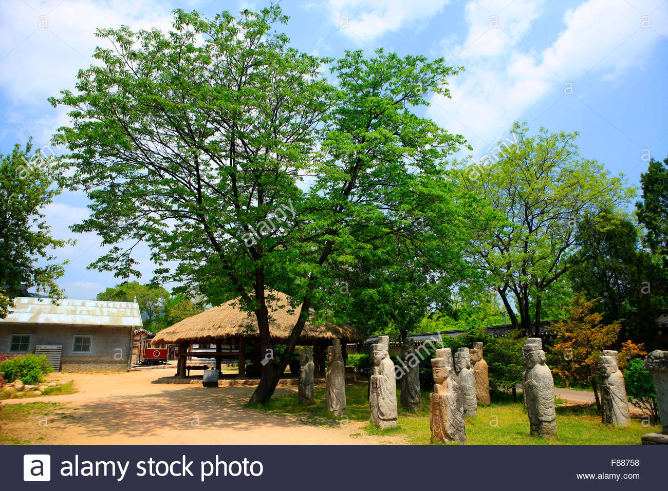 Evodia Daniellii Stock Photos & Evodia Daniellii Stock Images - Alamy