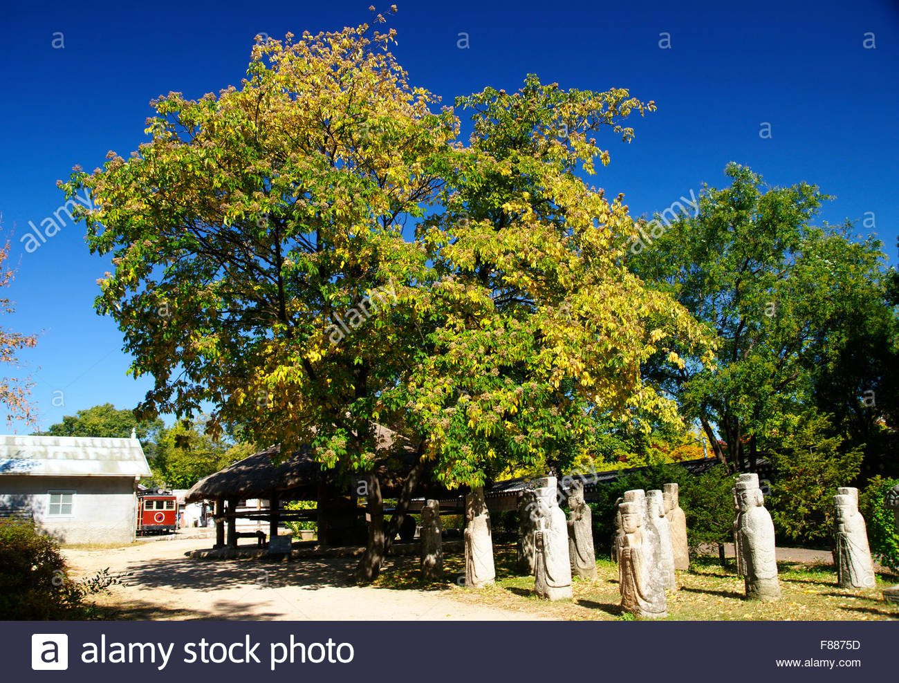 Evodia Daniellii Stock Photos & Evodia Daniellii Stock Images - Alamy