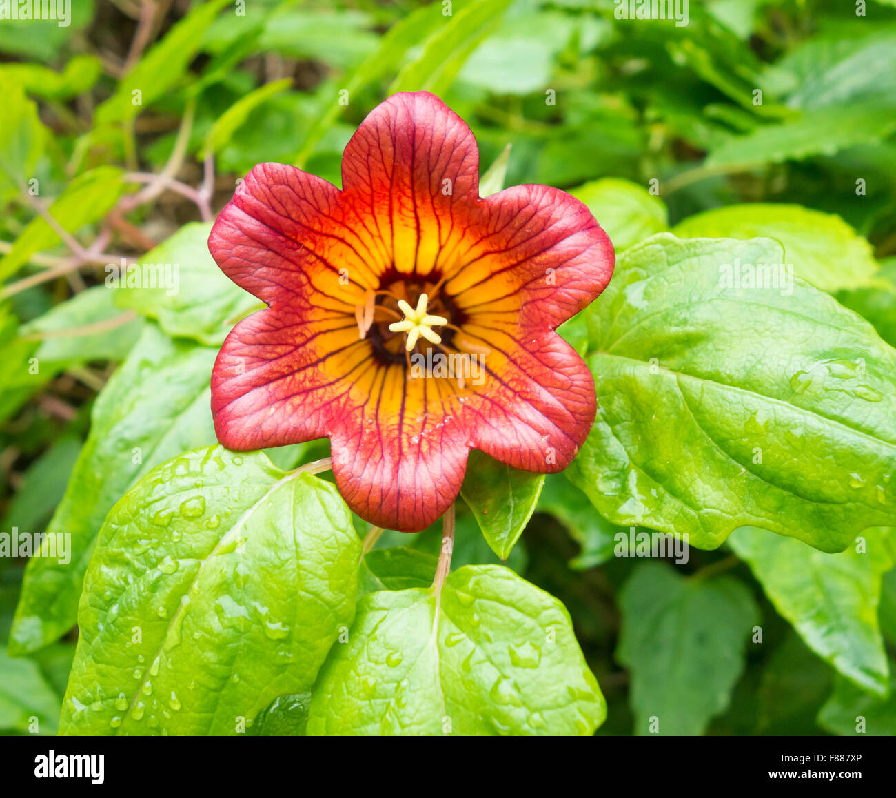 Canarina canariensis hi-res stock photography and images - Alamy