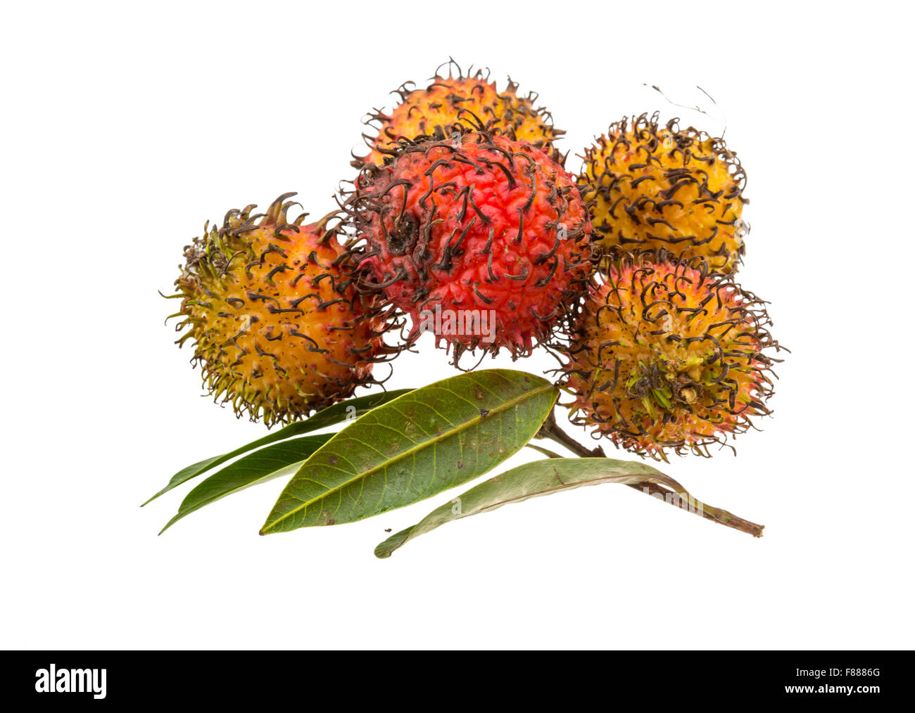 Rambutan with leaves isolated on white Stock Photo - Alamy