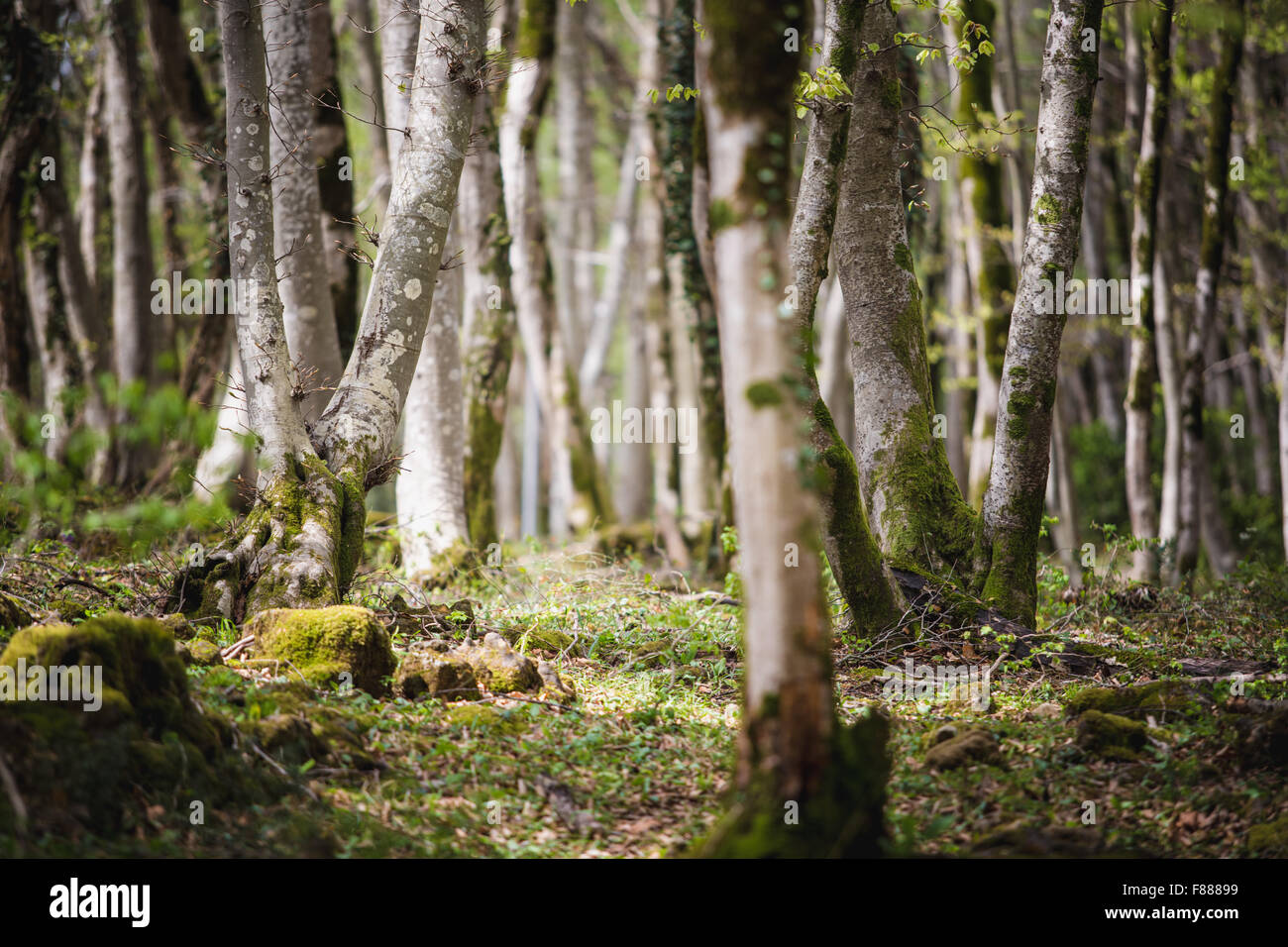 Forest landscape with mossy tree Stock Photo - Alamy