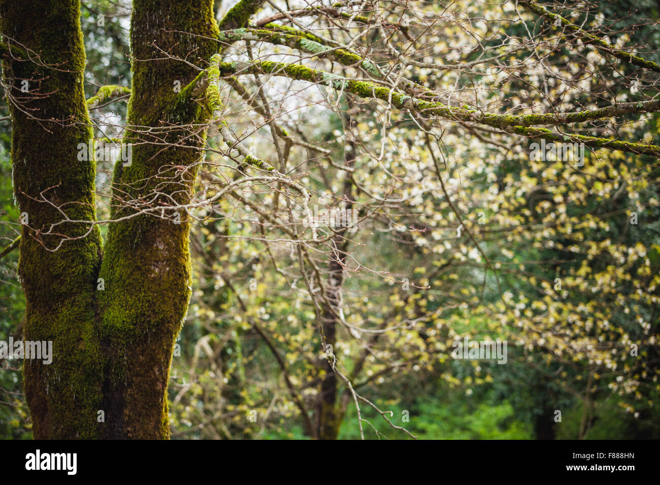 Forest landscape with mossy tree Stock Photo - Alamy