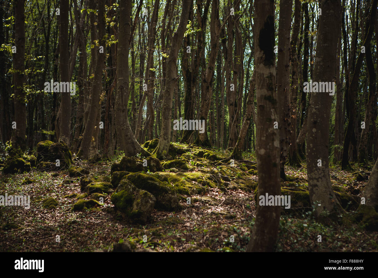 Forest landscape with mossy tree Stock Photo - Alamy