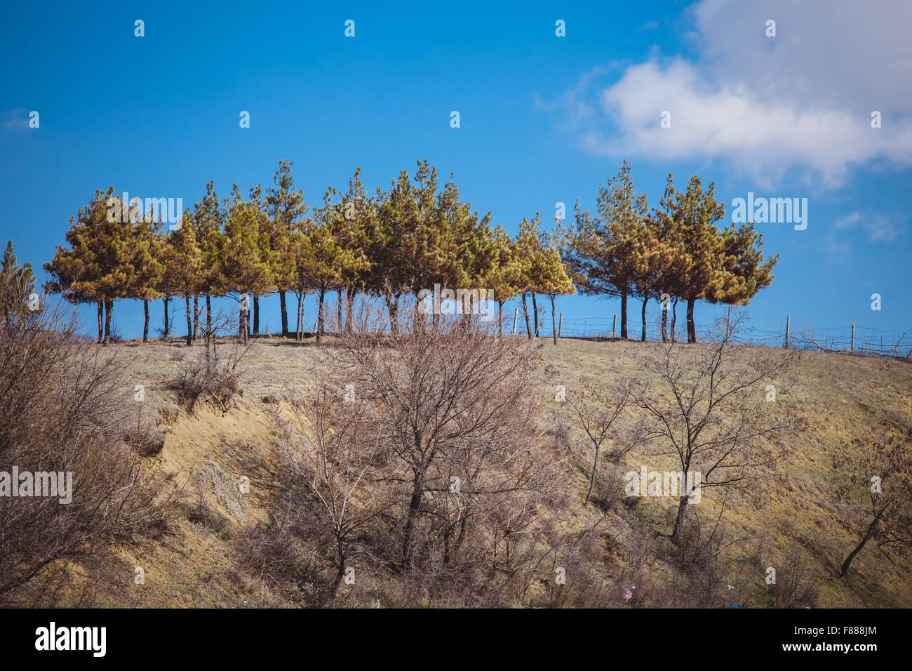 Georgia pine trees hi-res stock photography and images - Alamy