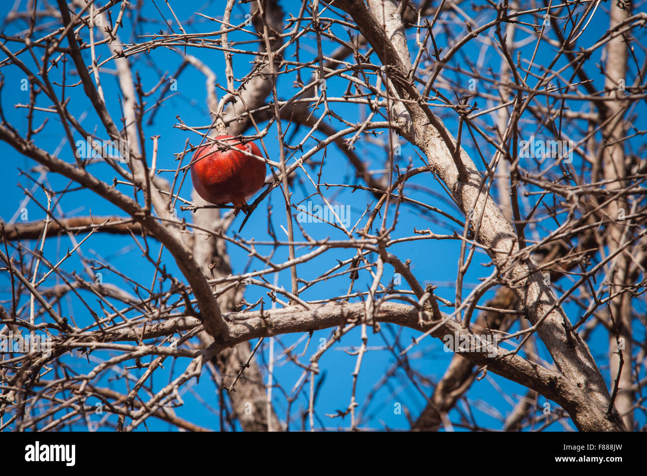 Dried pomegranate on tree Stock Photo - Alamy