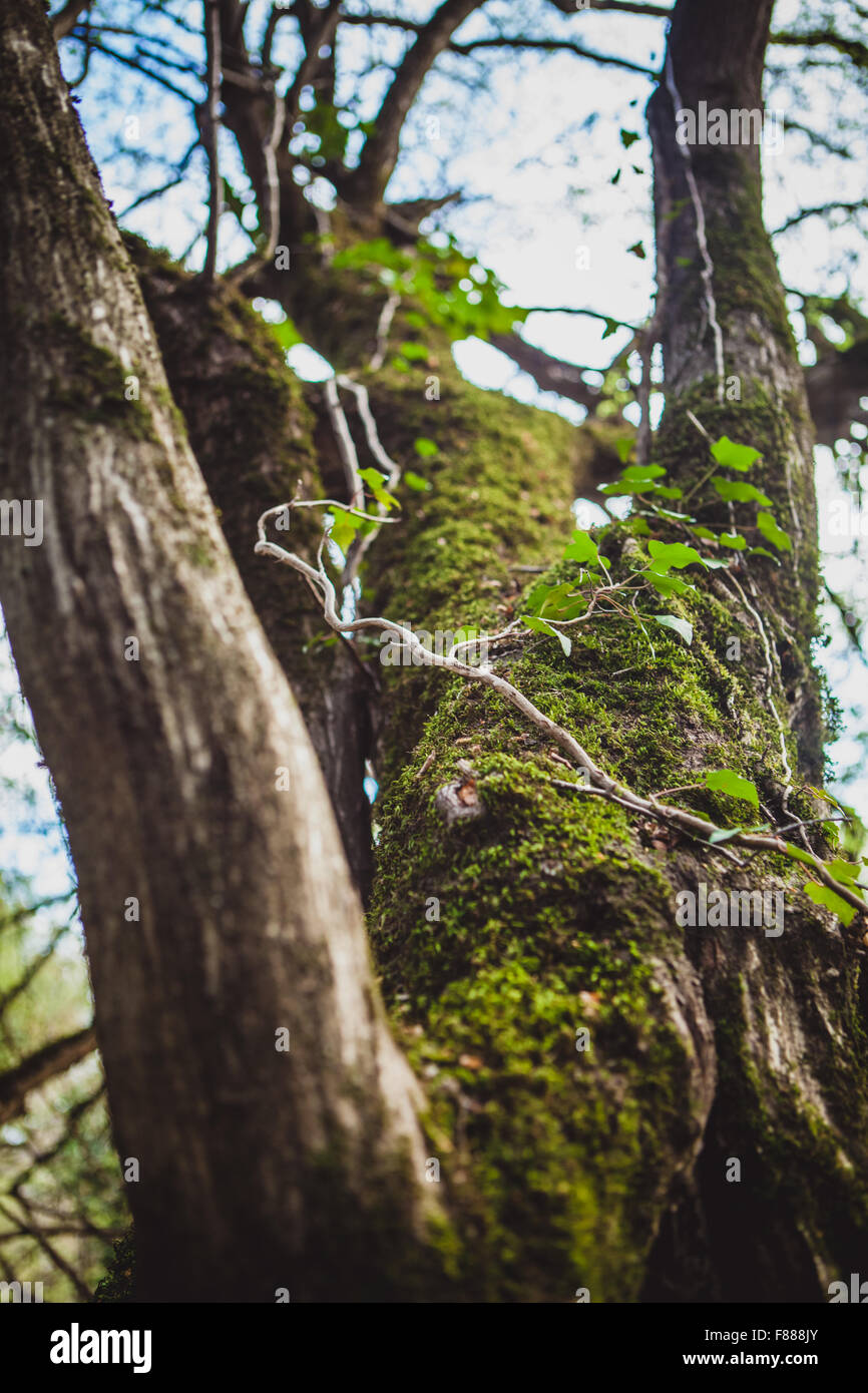Forest landscape with mossy tree Stock Photo - Alamy