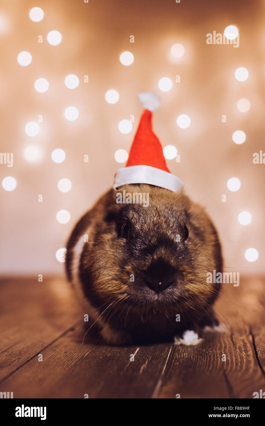 Rabbit during Christmas holidays Stock Photo - Alamy