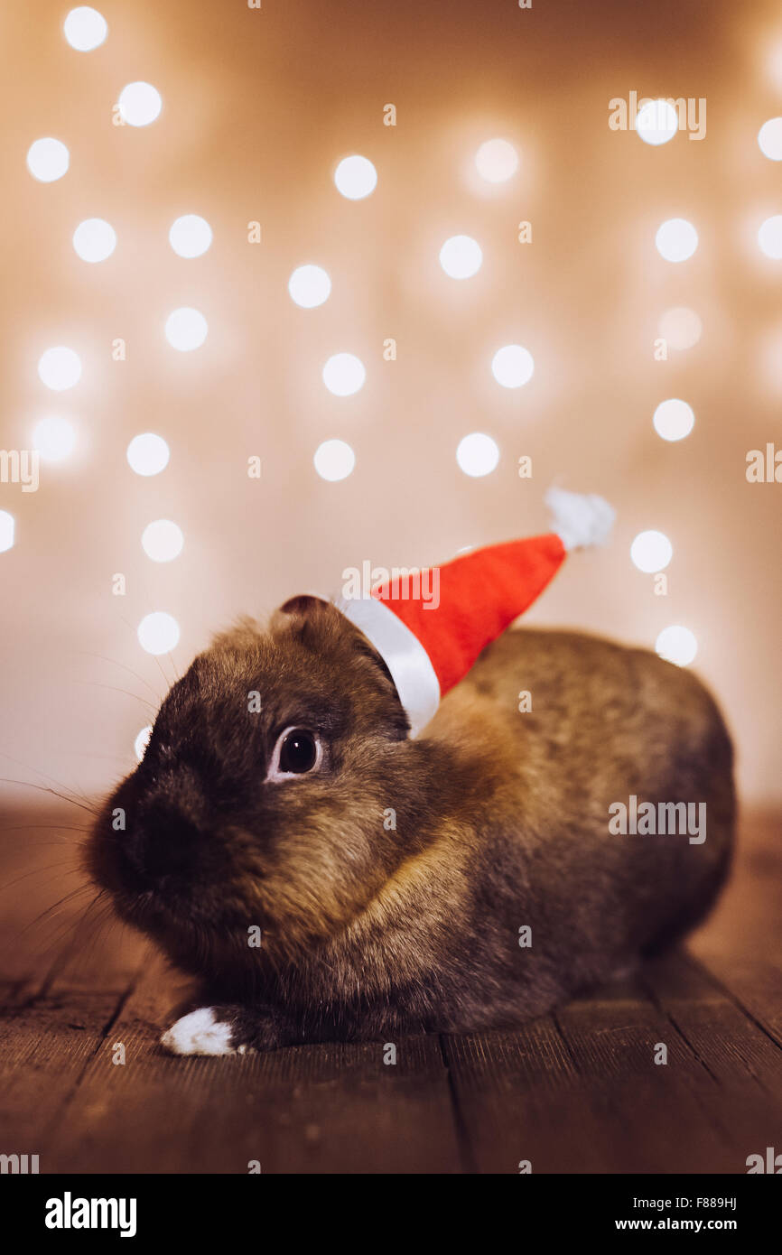 Rabbit during Christmas holidays Stock Photo - Alamy