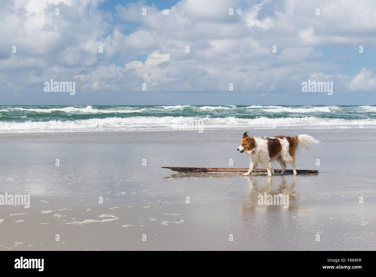Dog swimming in the North sea Stock Photo - Alamy