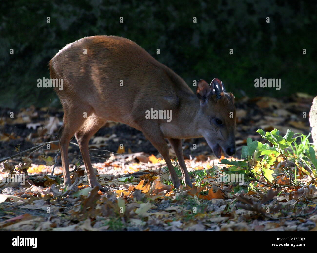 Small east african antelopes hi-res stock photography and images - Alamy
