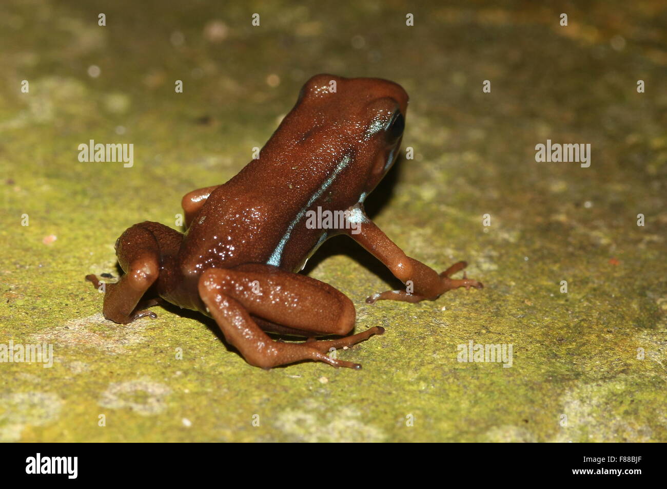 Brown variety of the Anthony's poison arrow frog (Epipedobates anthonyi ...