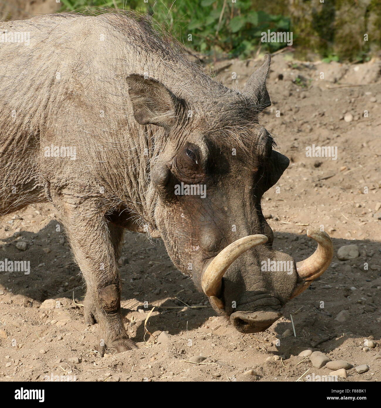 Male tusker African warthog (Phacochoerus africanus), closeup of the ...