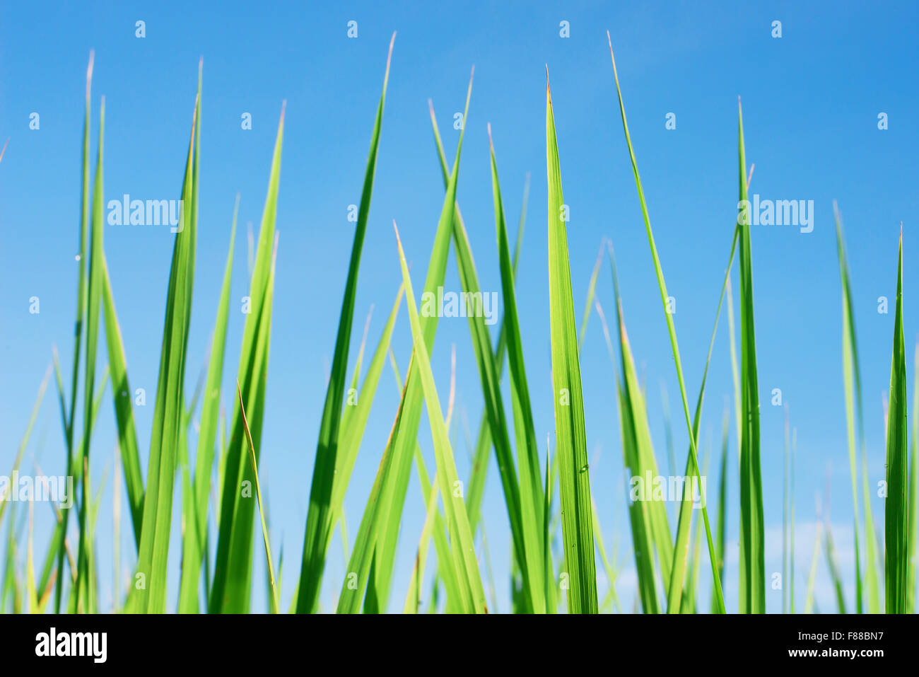 green paddy field and blue sky Stock Photo - Alamy