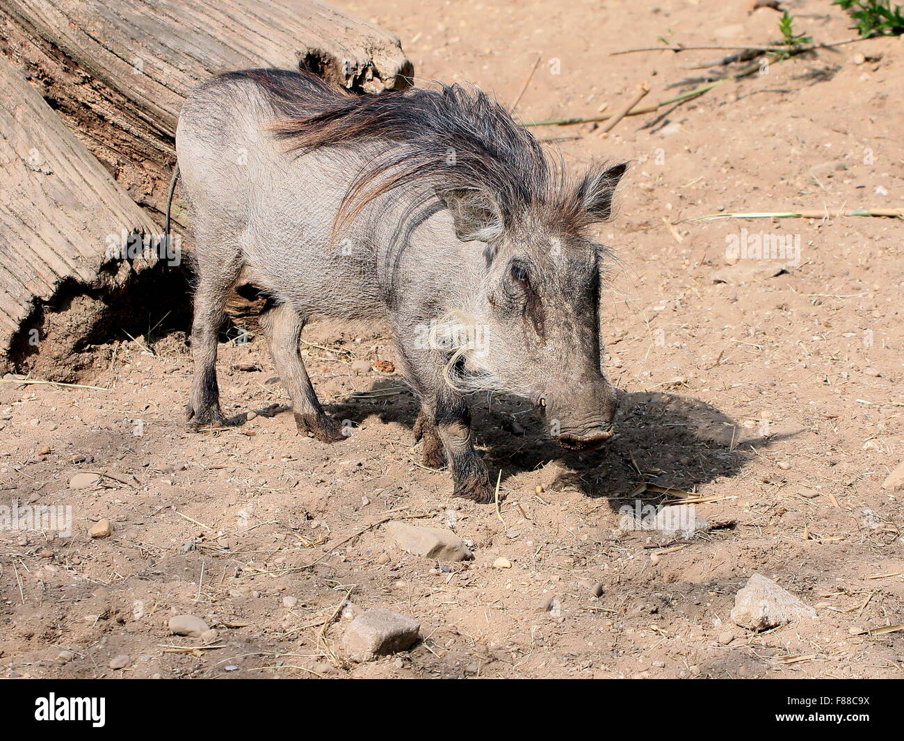Male female warthog hi-res stock photography and images - Alamy