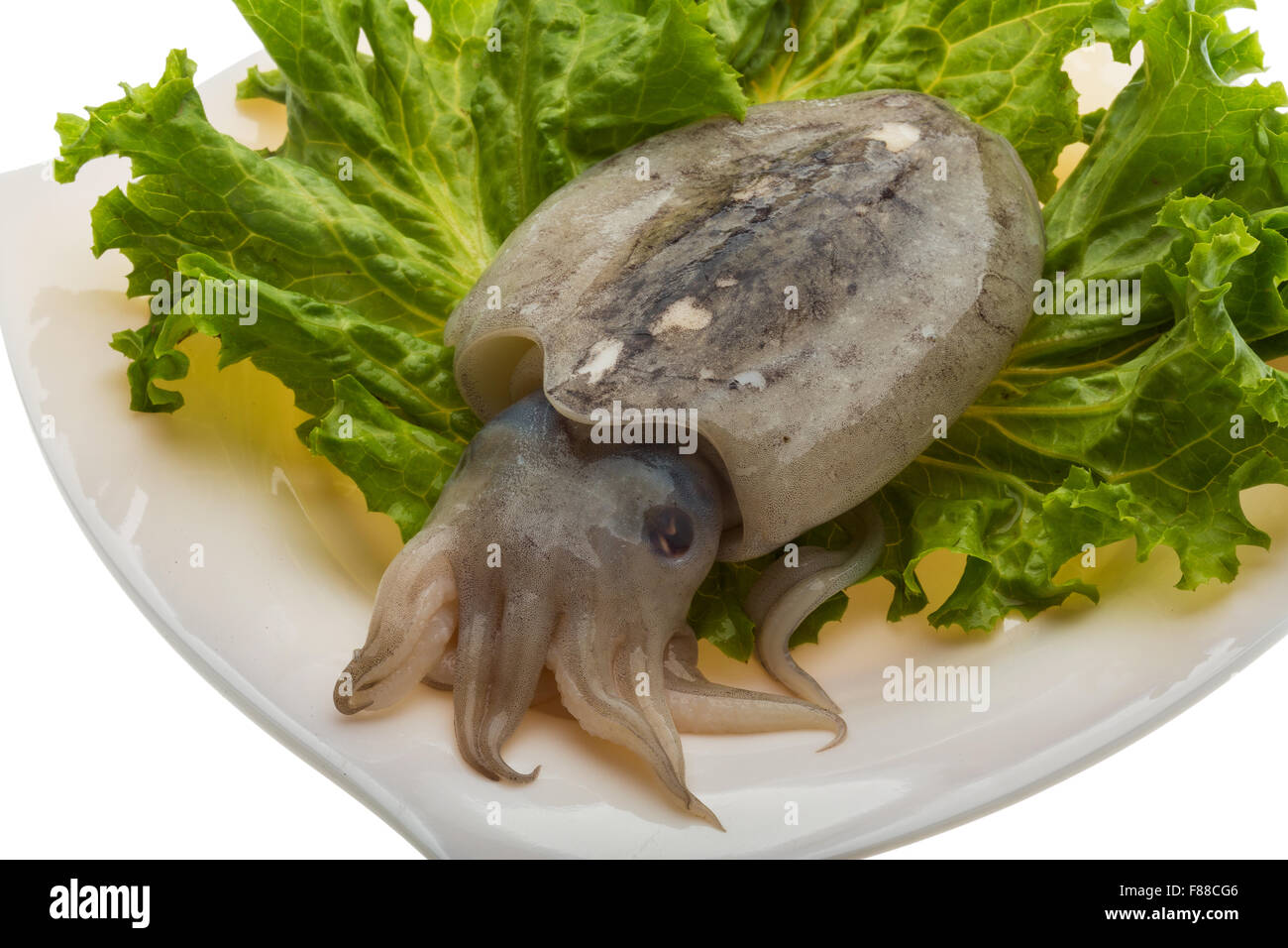 Raw cuttlefish ready for cooking Stock Photo - Alamy